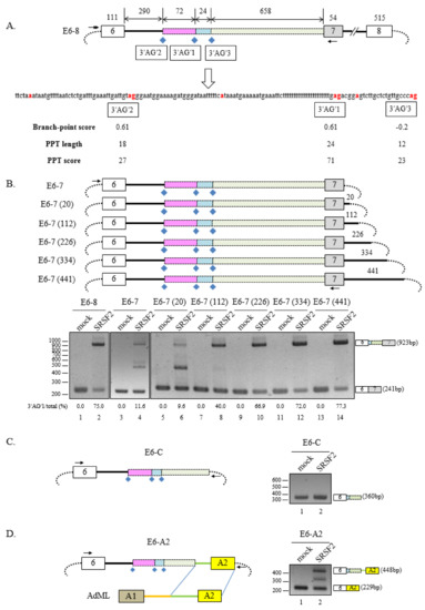 Activation of Cryptic 3′ Splice-Sites by SRSF2 Contributes to Cassette ...