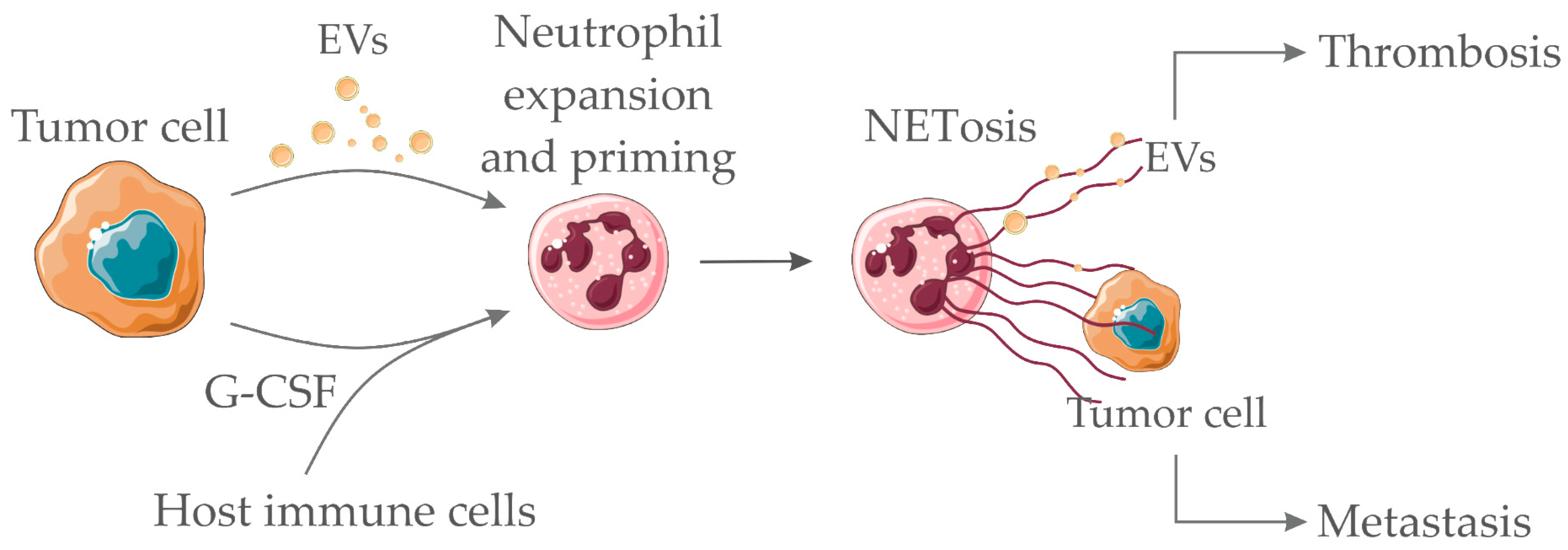 Novel Aspects of Extracellular Vesicles as Mediators of Cancer-Associated Thrombosis