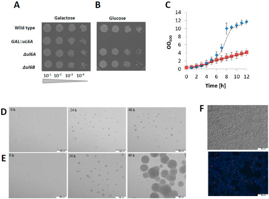 Functional Analysis of the Ribosomal uL6 Protein of Saccharomyces ...