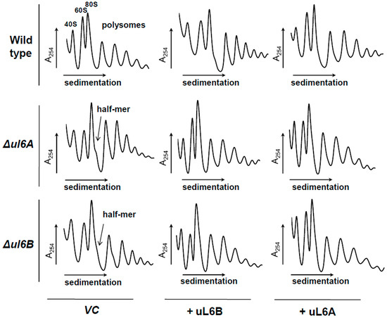 Functional Analysis of the Ribosomal uL6 Protein of Saccharomyces ...