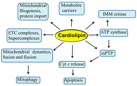 Role of Cardiolipin in Mitochondrial Function and Dynamics in Health ...