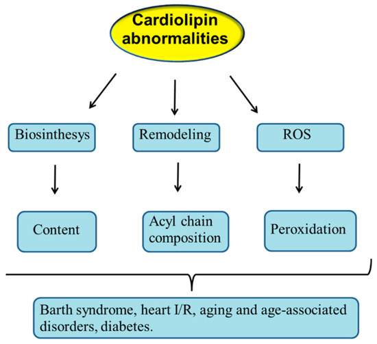 Role of Cardiolipin in Mitochondrial Function and Dynamics in Health ...