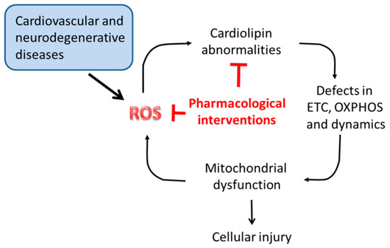 Role of Cardiolipin in Mitochondrial Function and Dynamics in Health ...