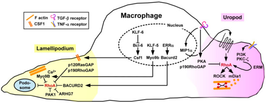RhoA as a Key Regulator of Innate and Adaptive Immunity