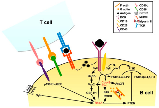 Cells | Topical Collection : Rho GTPases in Health and Disease
