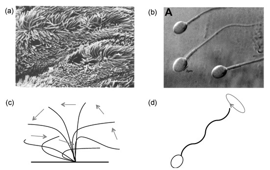 Mathematical Modeling of Mucociliary Clearance: A Mini-Review