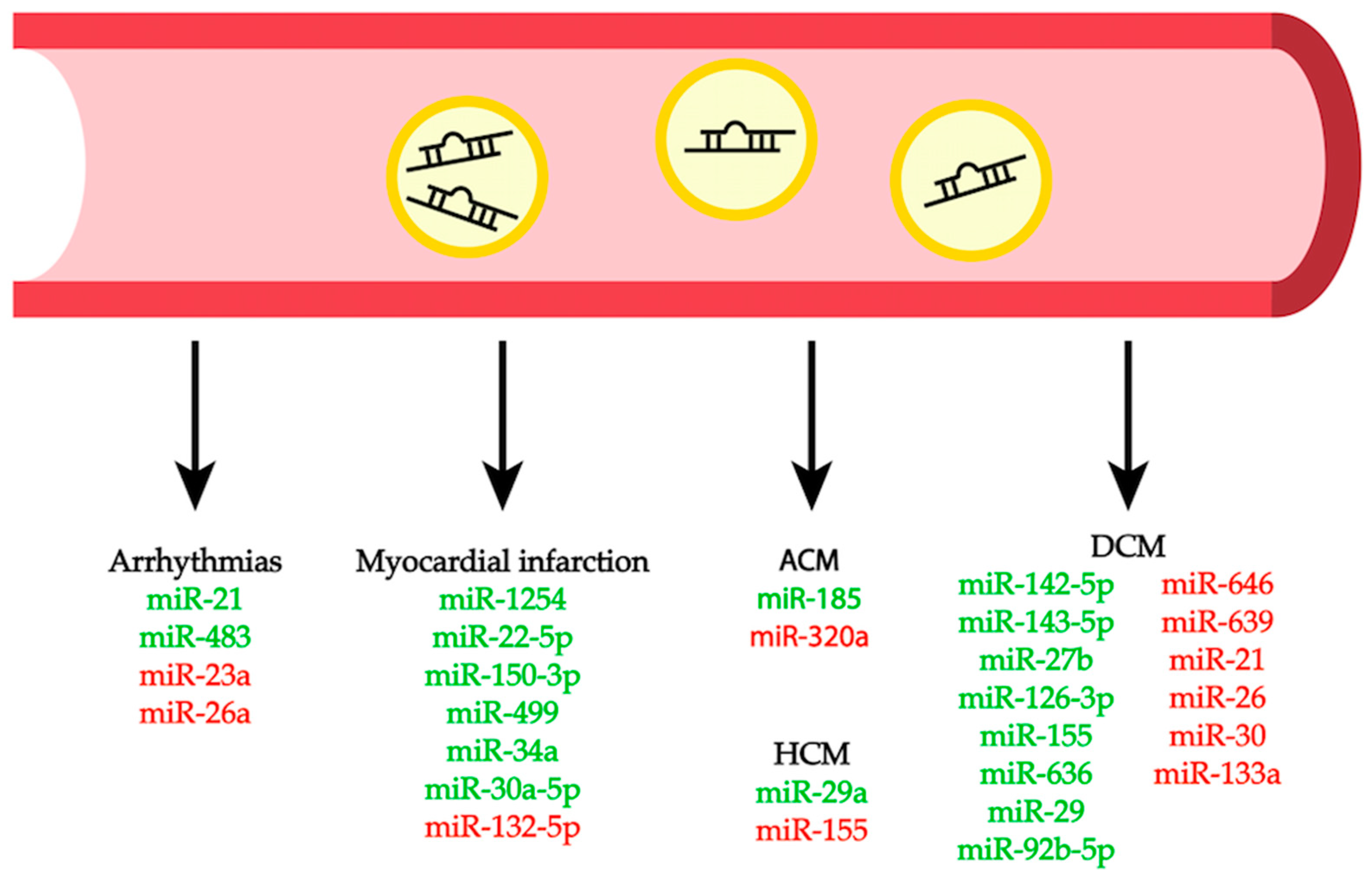 Cells | Free Full-Text | MicroRNAs in Cardiac Diseases