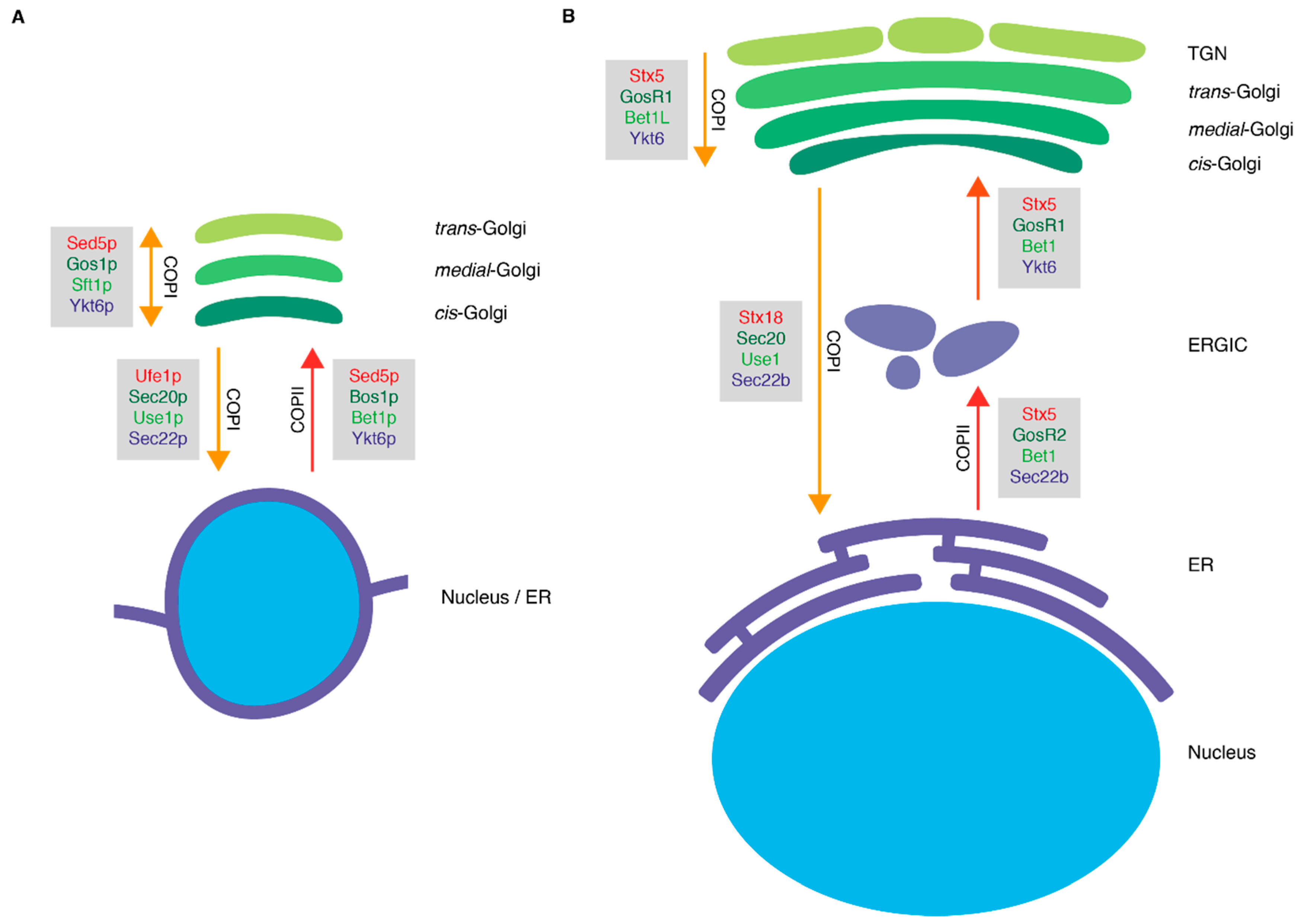 Stx5-Mediated ER-Golgi Transport in Mammals and Yeast