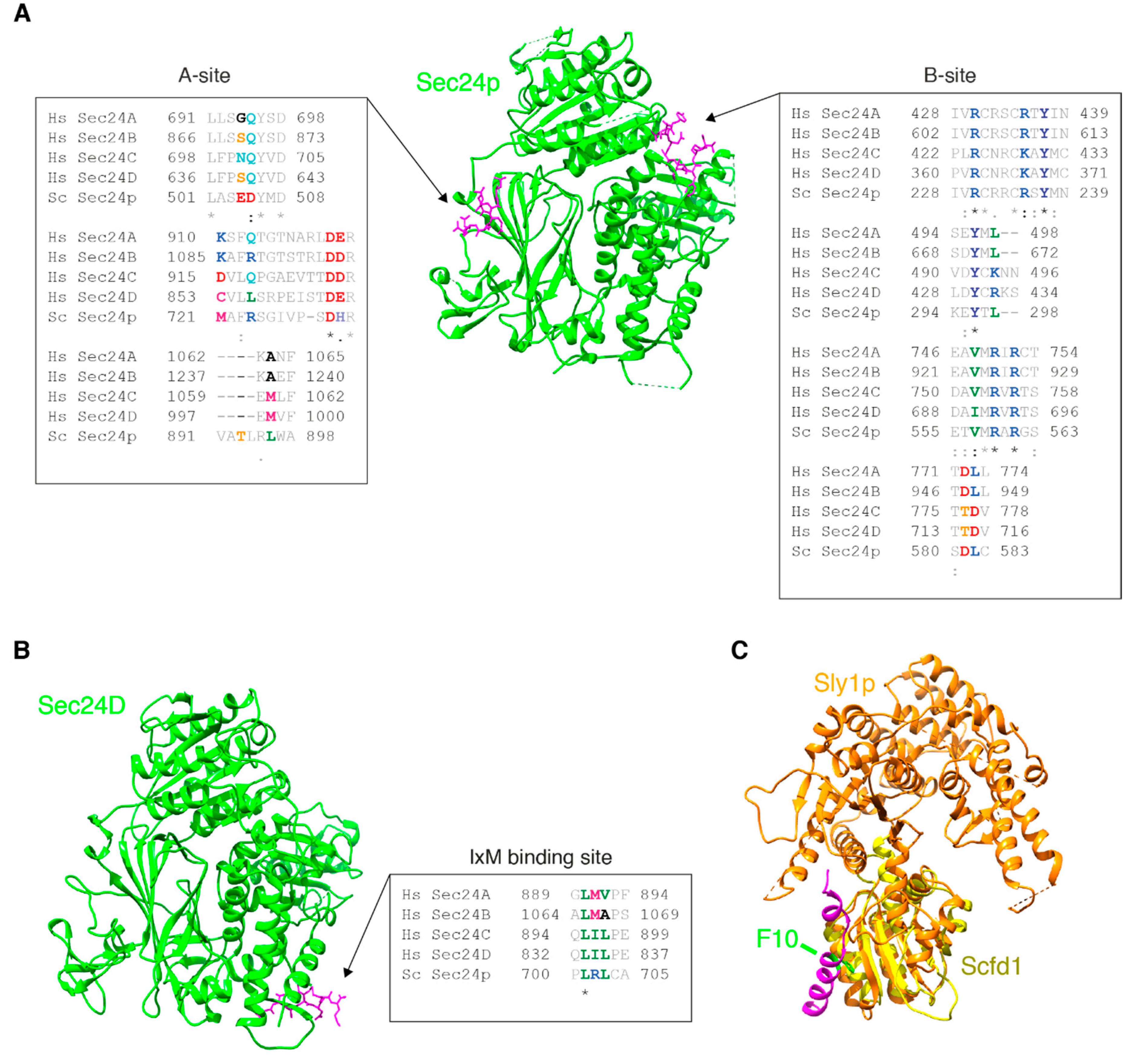 Stx5-Mediated ER-Golgi Transport in Mammals and Yeast