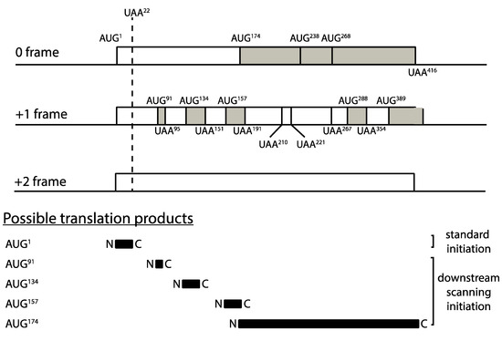 Cells | Free Full-Text | Destabilization of Eukaryote mRNAs by 5 ...