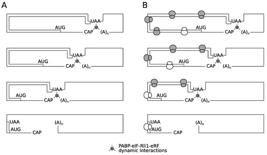 Cells | Free Full-Text | Destabilization of Eukaryote mRNAs by 5 ...
