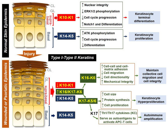 Keratin 6, 16 and 17—Critical Barrier Alarmin Molecules in Skin Wounds ...