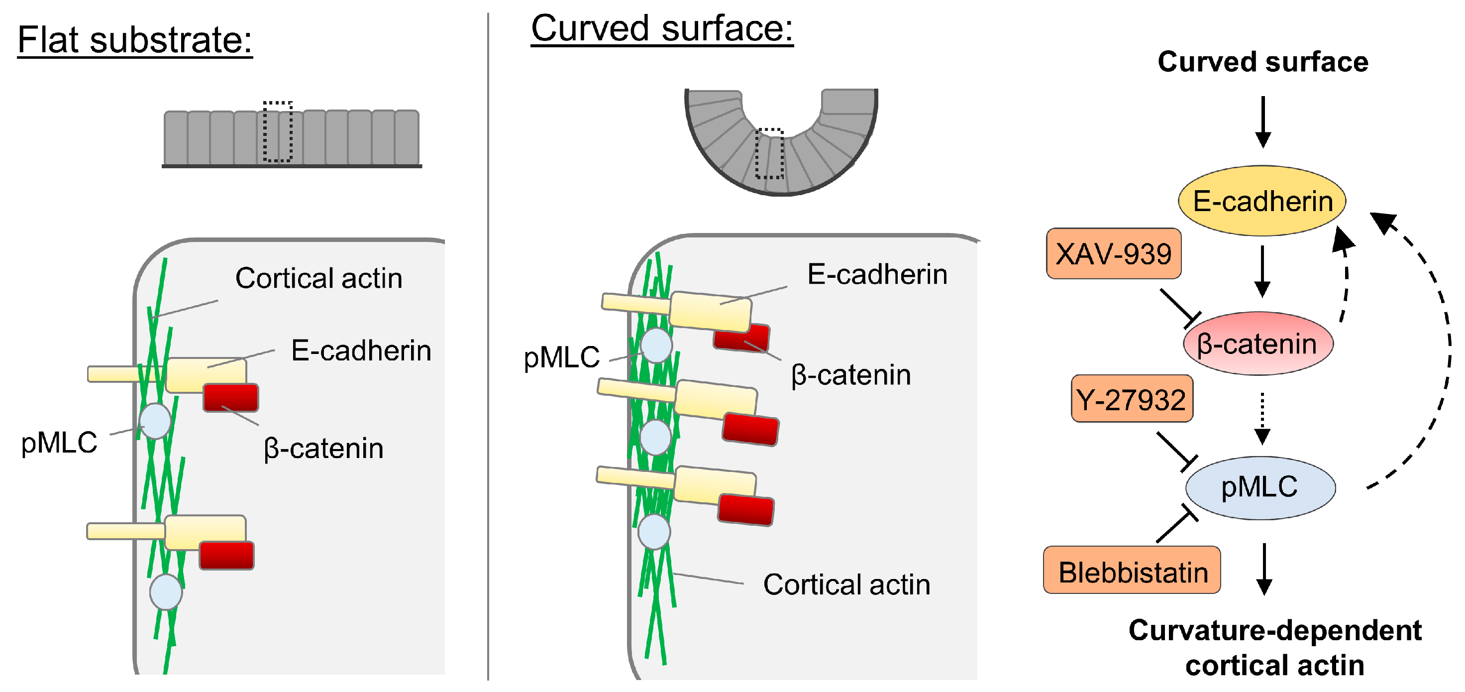 Cell–Cell Adhesion and Myosin Activity Regulate Cortical Actin Assembly ...