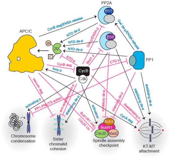 Cells | Free Full-Text | Interplay between Phosphatases and the ...