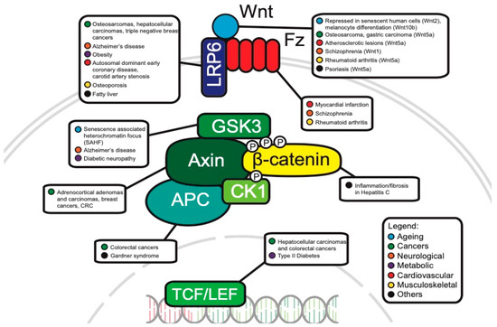 WNT Signaling in Disease