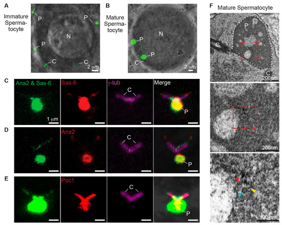 Poc1B and Sas-6 Function Together during the Atypical Centriole ...