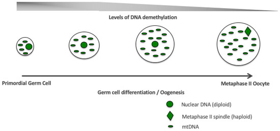 Mitochondria and Female Germline Stem Cells—A Mitochondrial DNA Perspective