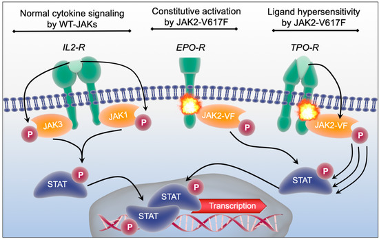 Roles of JAK2 in Aging, Inflammation, Hematopoiesis and Malignant ...