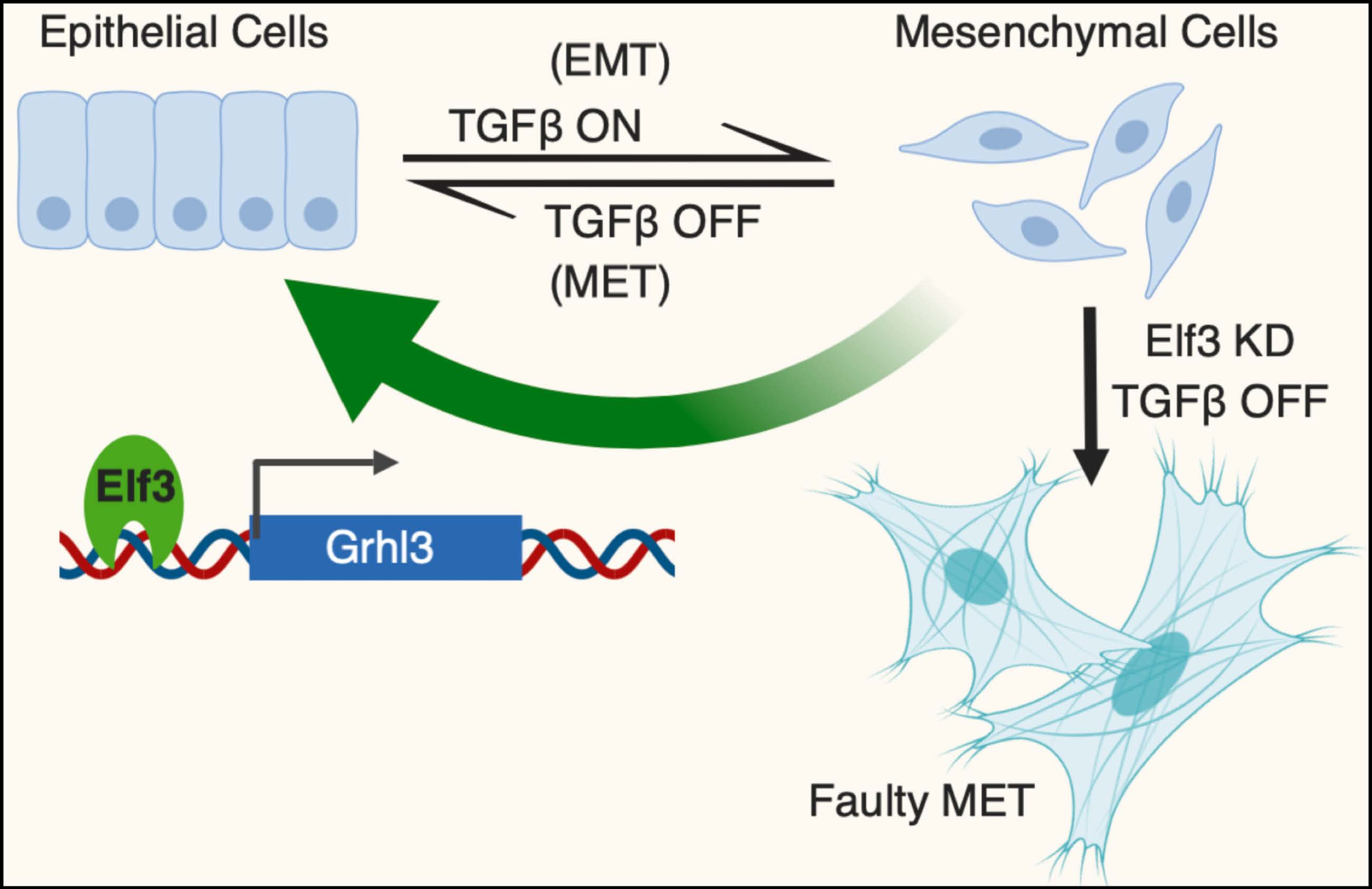 Cells | Free Full-Text | The Transcription Factor Elf3 Is Essential for ...