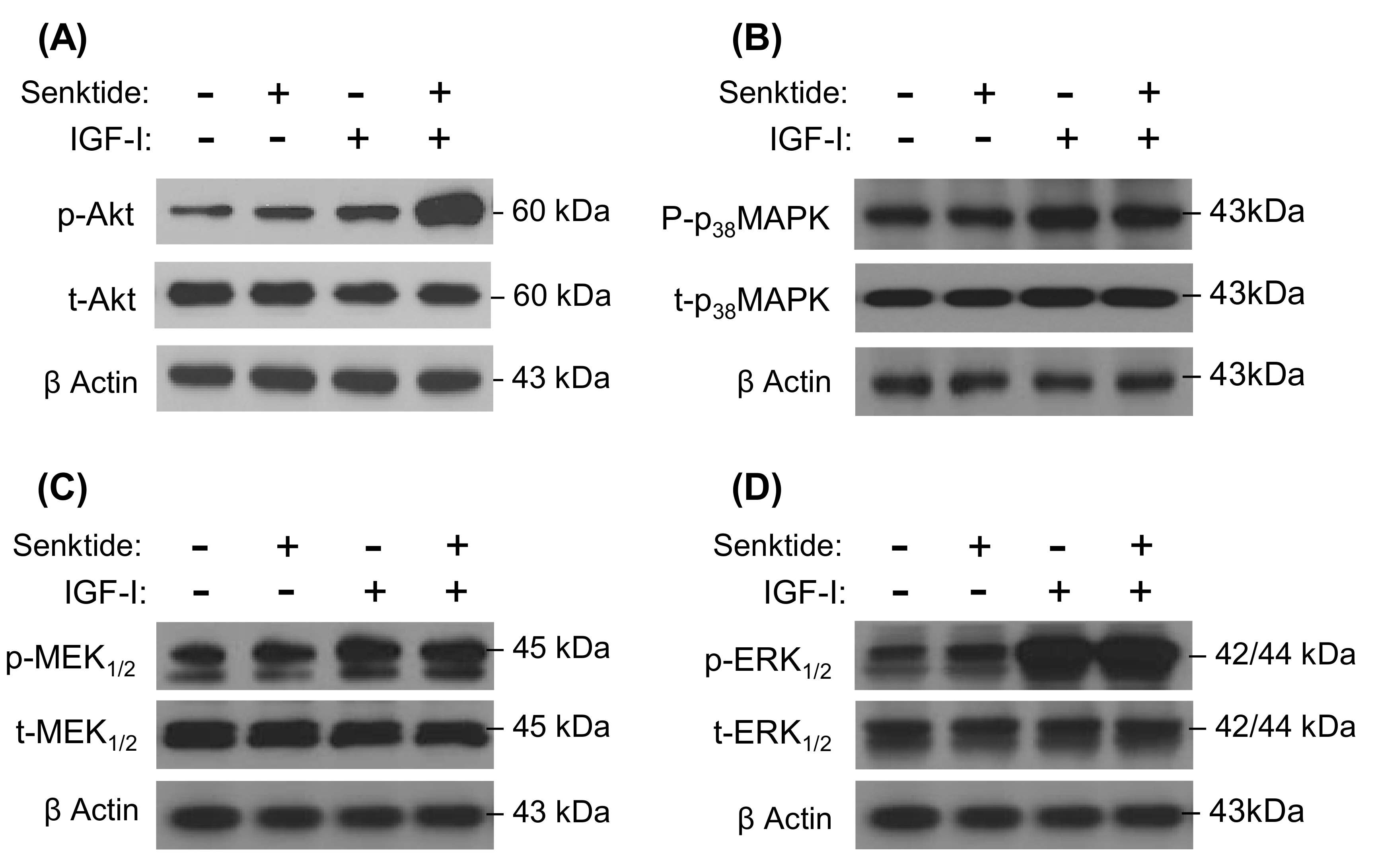IGFs Potentiate TAC3-induced SLα Expression via Upregulation of TACR3 ...