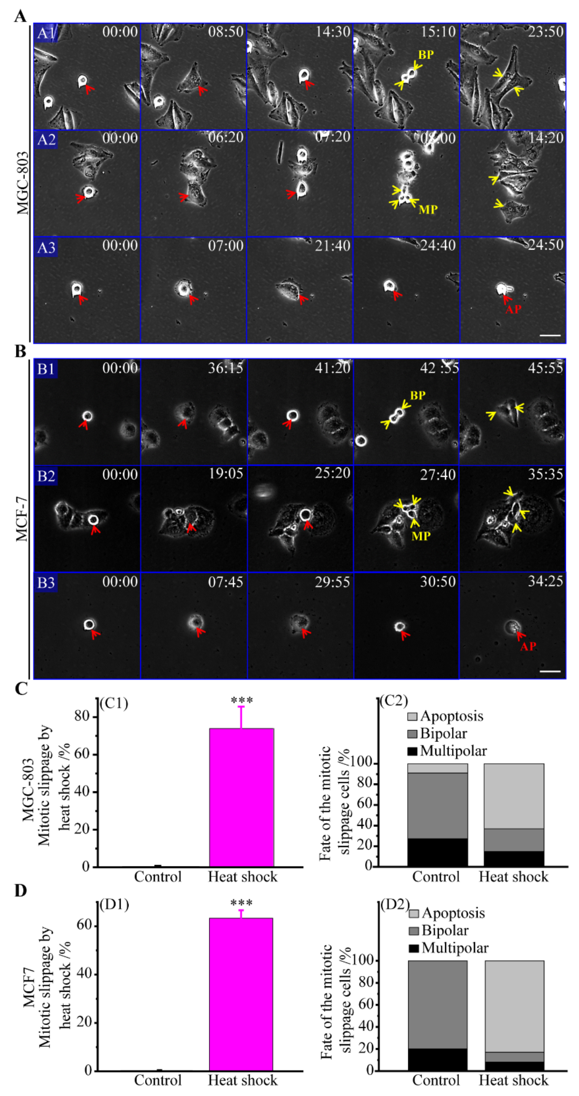 Heat Stress-Induced Multiple Multipolar Divisions of Human Cancer Cells