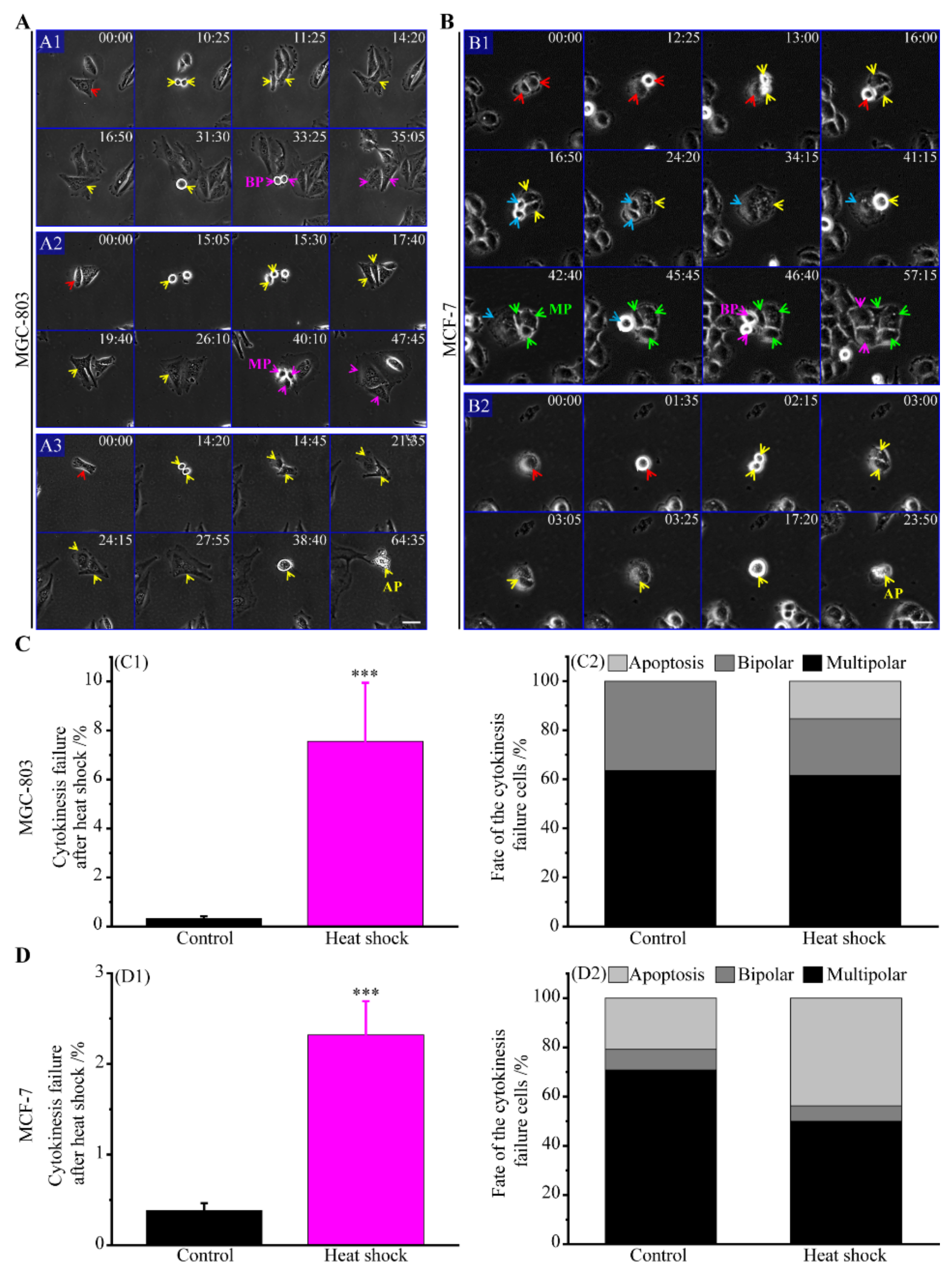 Heat Stress-Induced Multiple Multipolar Divisions of Human Cancer Cells