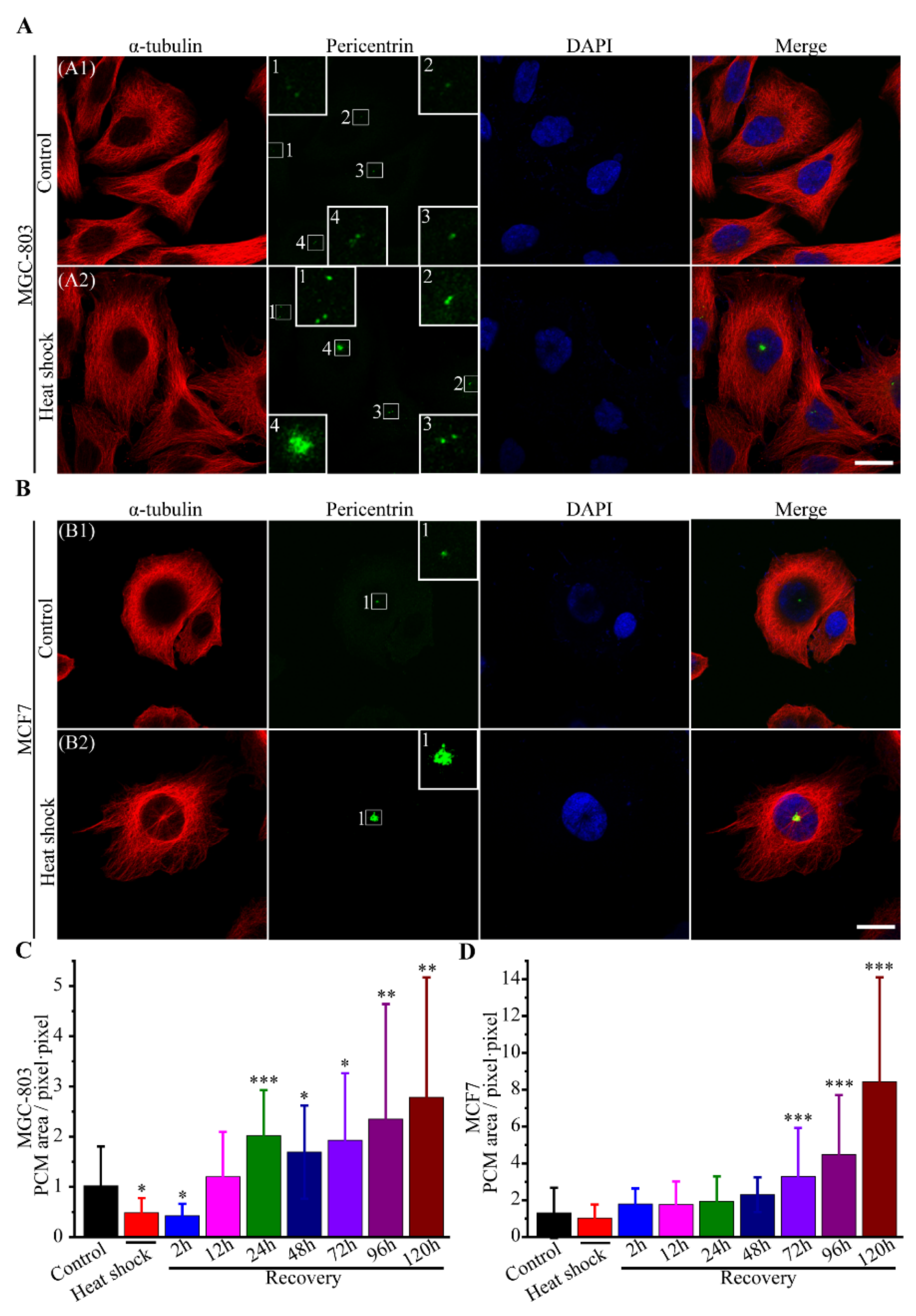 Heat Stress-Induced Multiple Multipolar Divisions of Human Cancer Cells