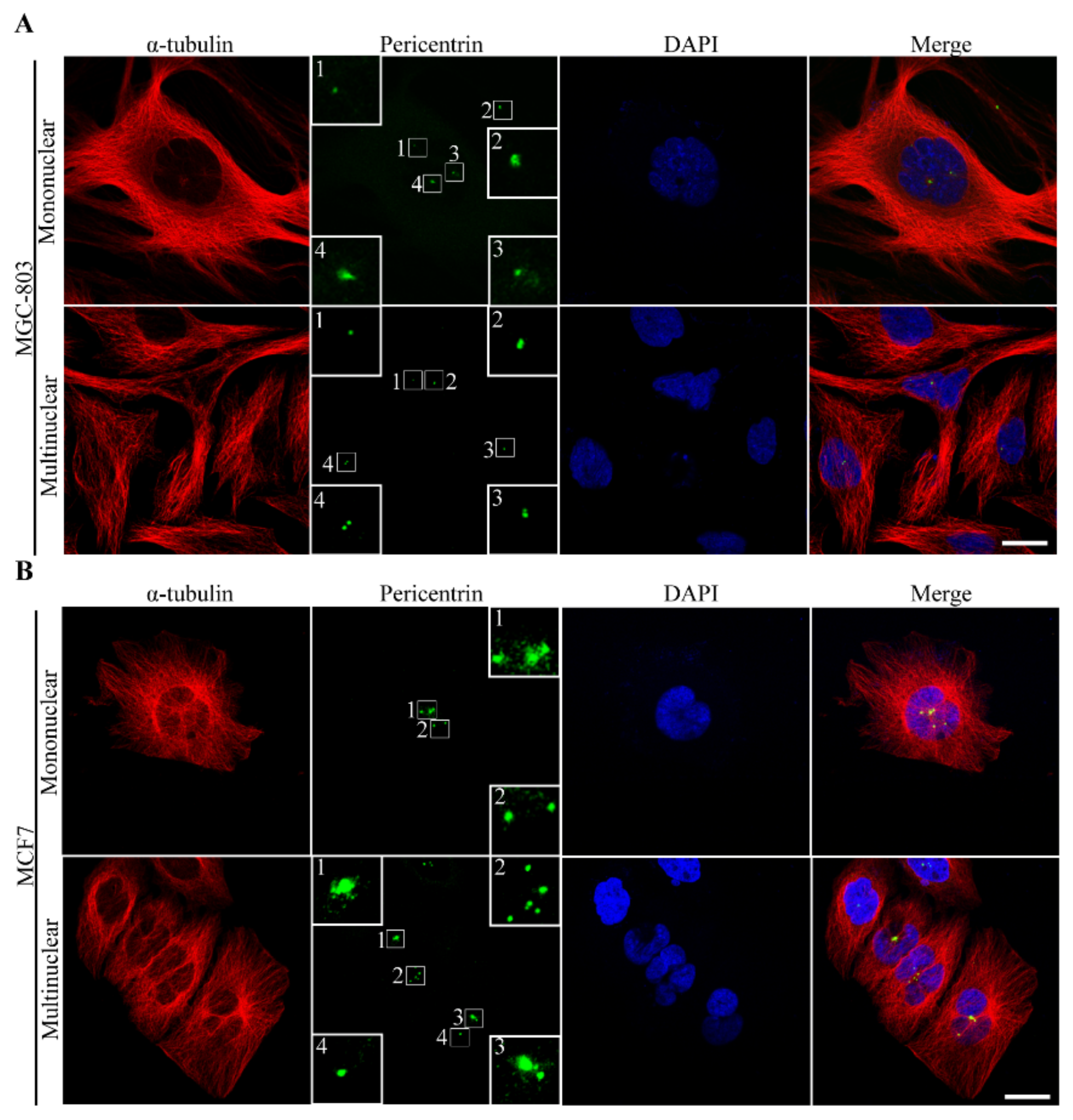Heat Stress-Induced Multiple Multipolar Divisions of Human Cancer Cells