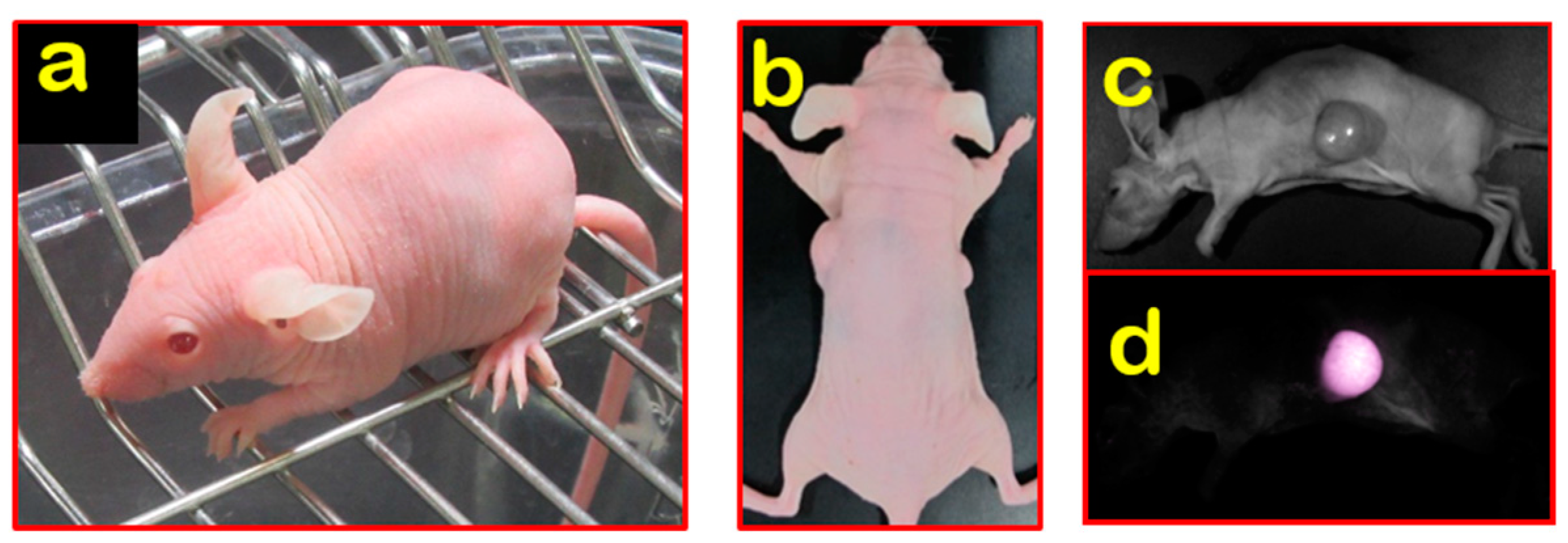Cells | Free Full-Text | Application of Highly Immunocompromised Mice ...