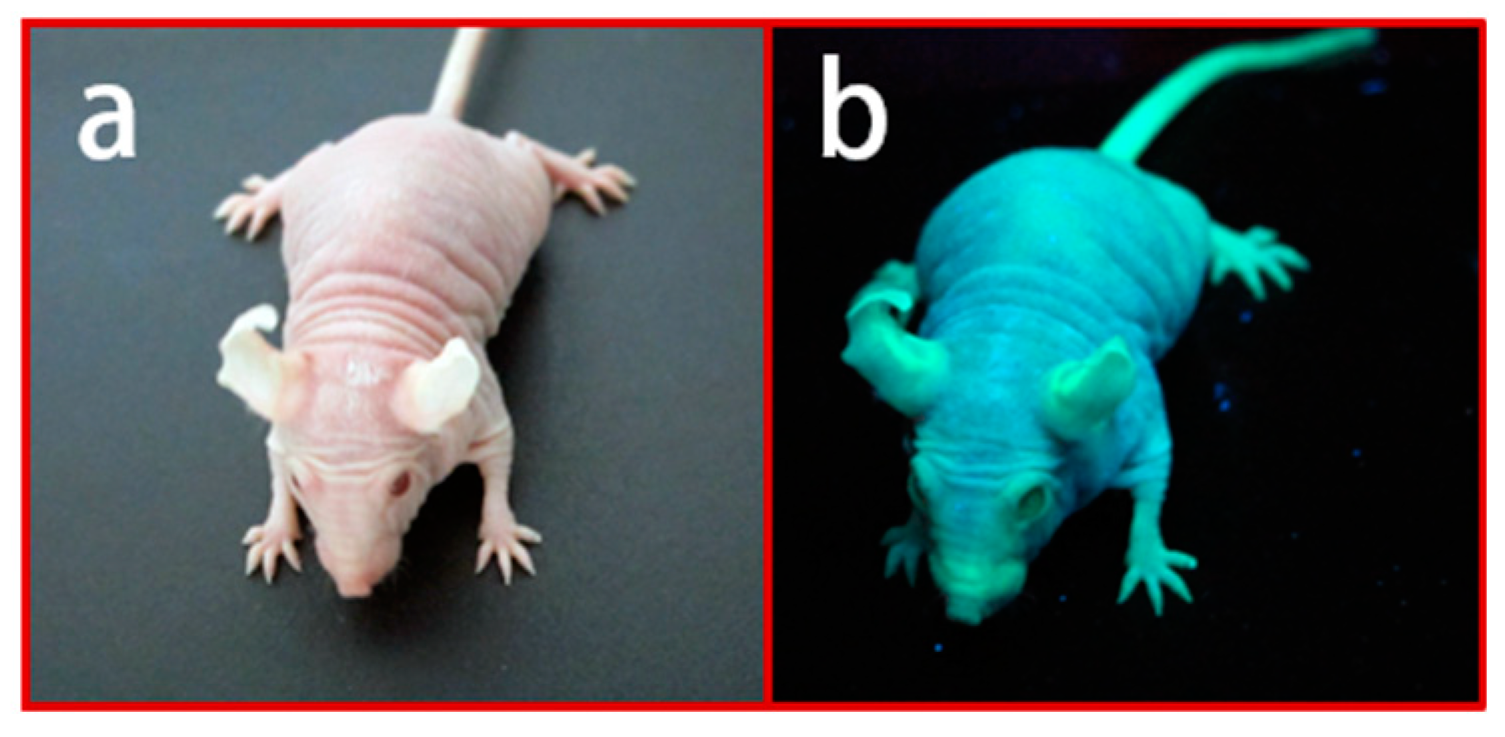 Cells | Free Full-Text | Application of Highly Immunocompromised Mice ...