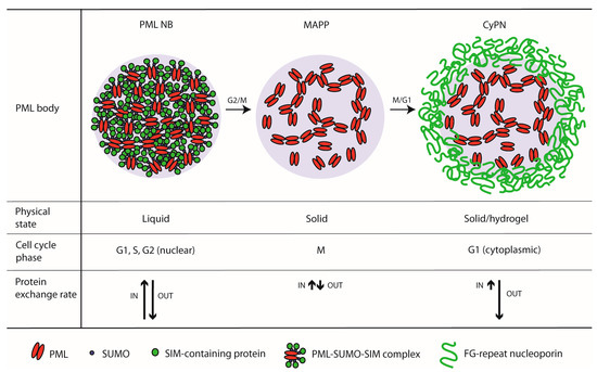 Cells | Free Full-Text | PML Bodies in Mitosis