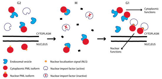 PML Bodies in Mitosis