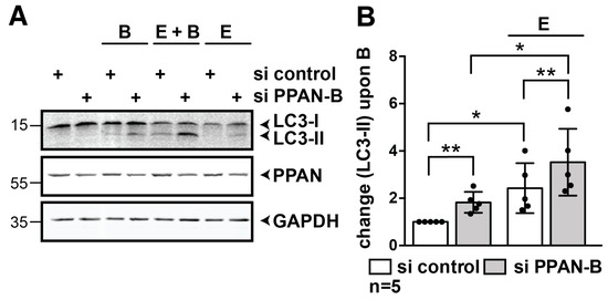 Loss of Peter Pan (PPAN) Affects Mitochondrial Homeostasis and ...