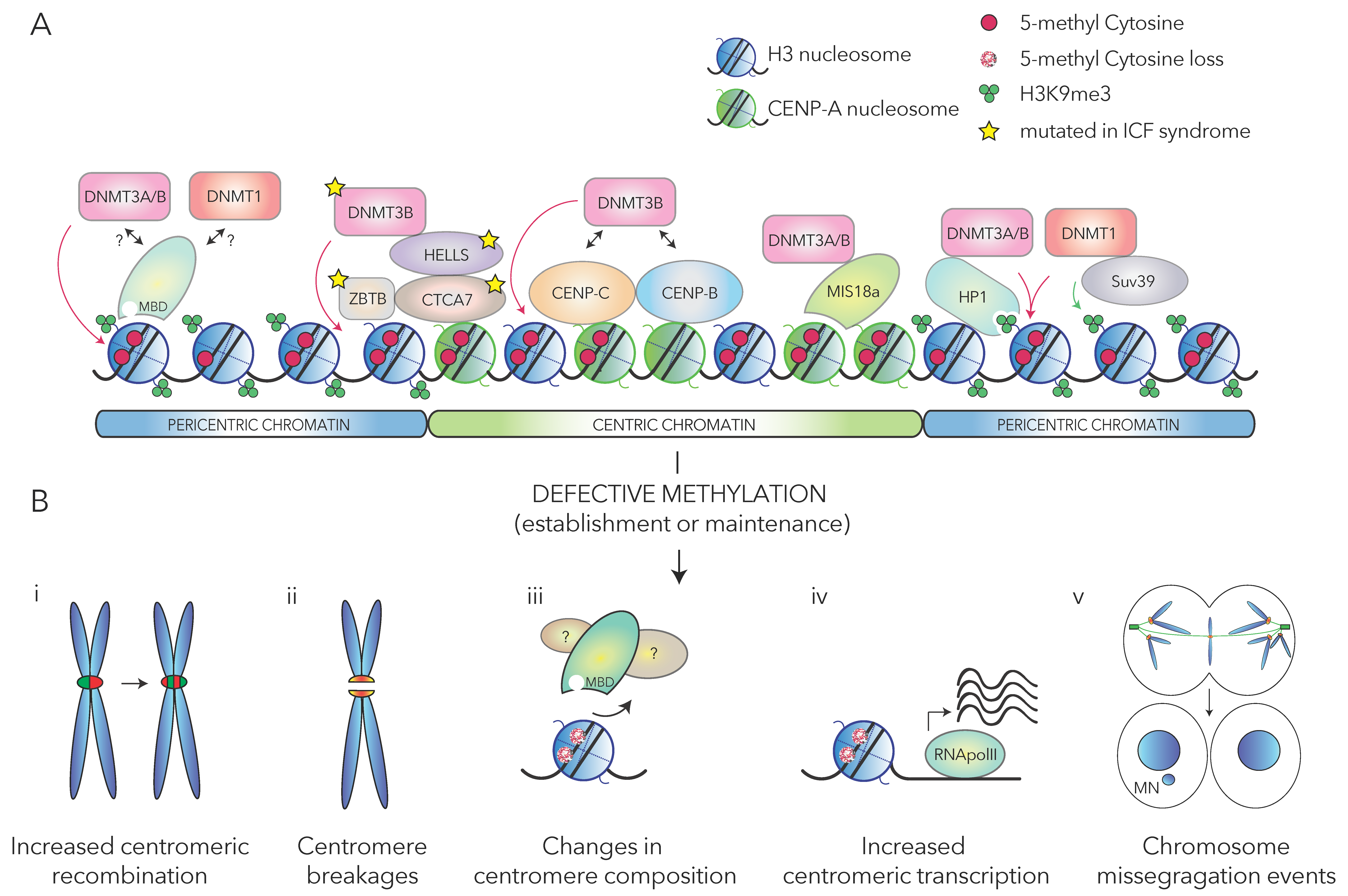 Centromere Centromere
