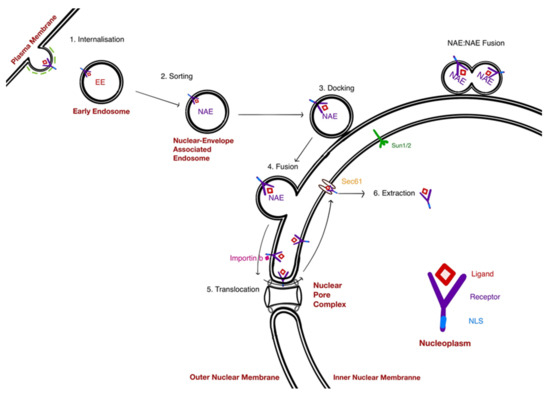 The NAE Pathway: Autobahn to the Nucleus for Cell Surface Receptors