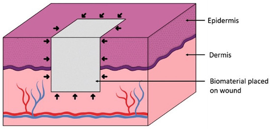 Biomimetic In Vitro Model of Cell Infiltration into Skin Scaffolds for ...