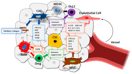Cancer Stem Cells and Targeting Strategies