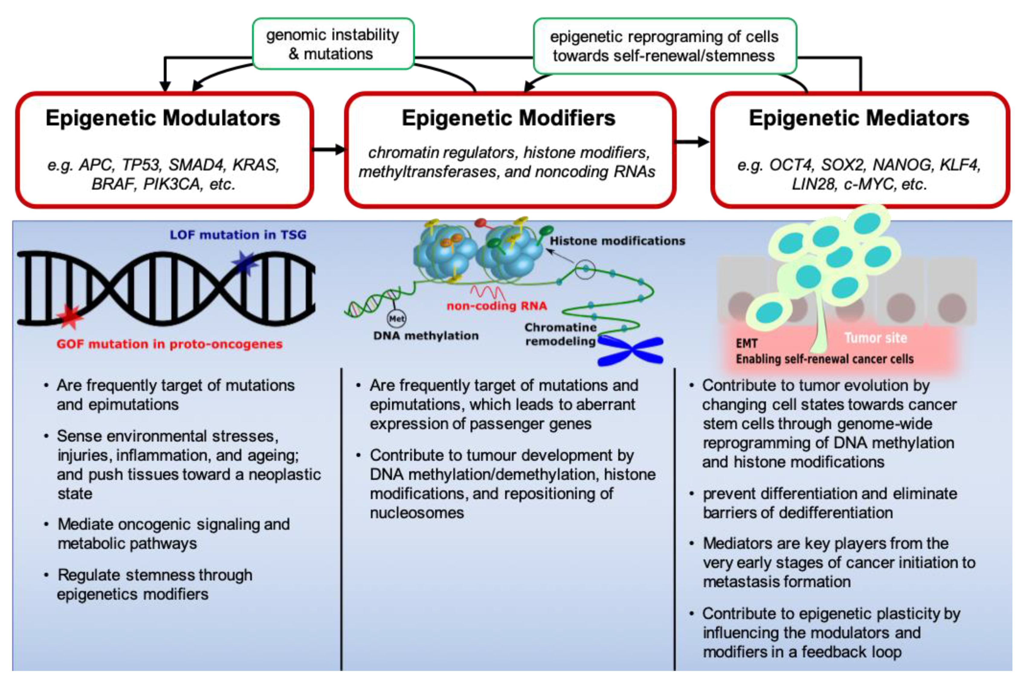 Epigenetics Vs Genetics Epigenetics Vs Genetics