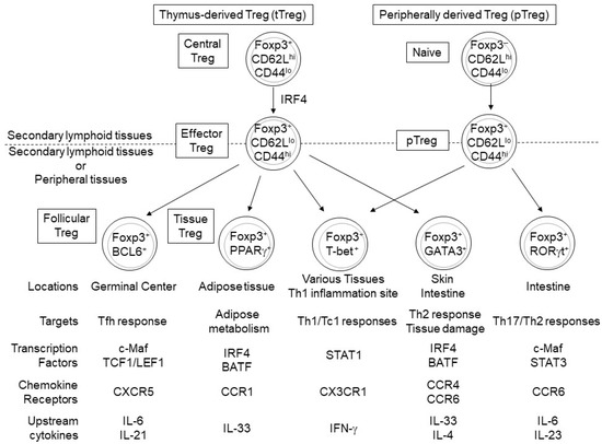 Transcriptional Regulation of Differentiation and Functions of Effector ...