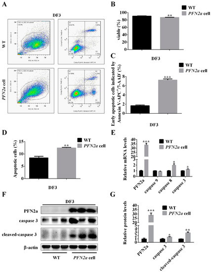 PFN2a Suppresses C2C12 Myogenic Development by Inhibiting Proliferation ...