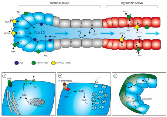 Physiology, Pathology and Regeneration of Salivary Glands