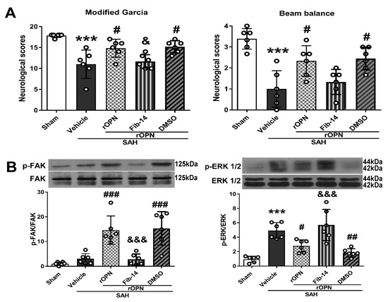 Osteopontin-Enhanced Autophagy Attenuates Early Brain Injury via FAK ...