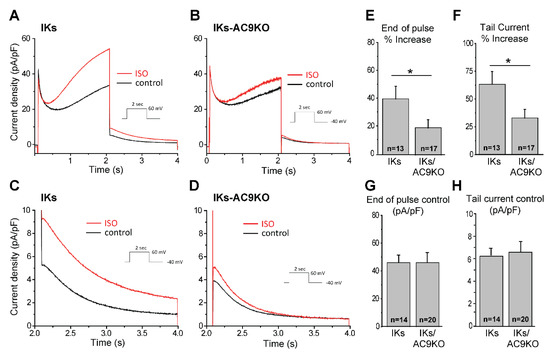 Regulation of IKs Potassium Current by Isoproterenol in Adult ...