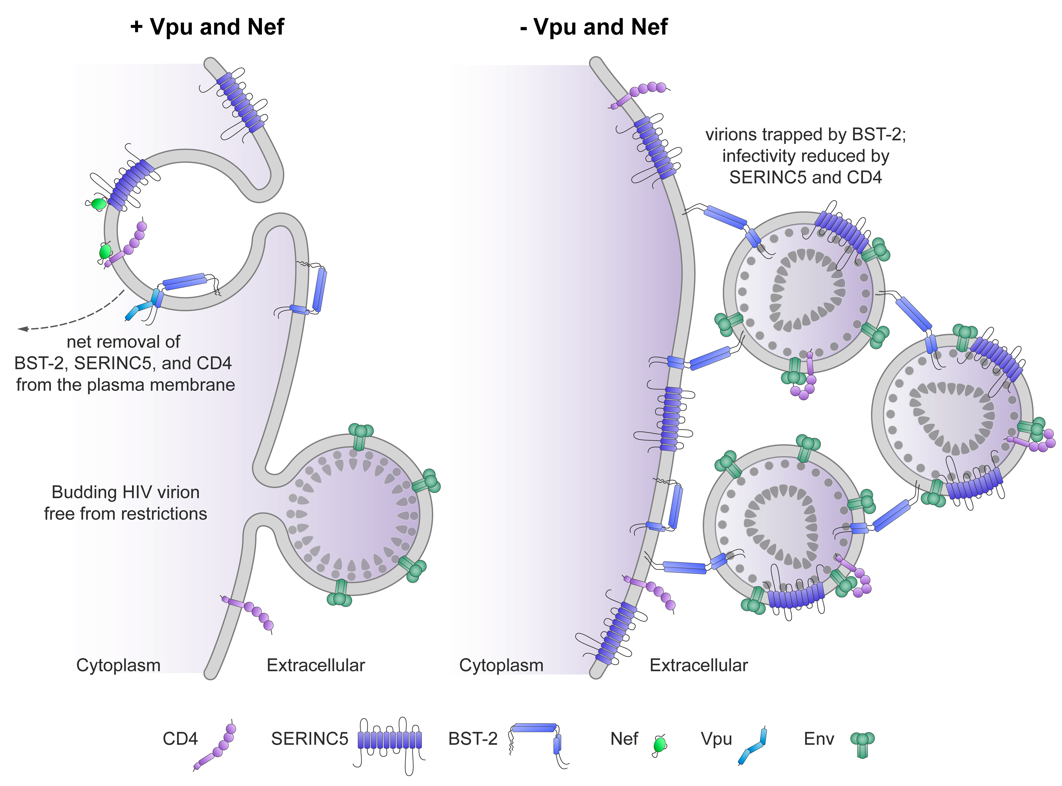 Cells | Free Full-Text | Plasma Membrane-Associated Restriction Factors ...