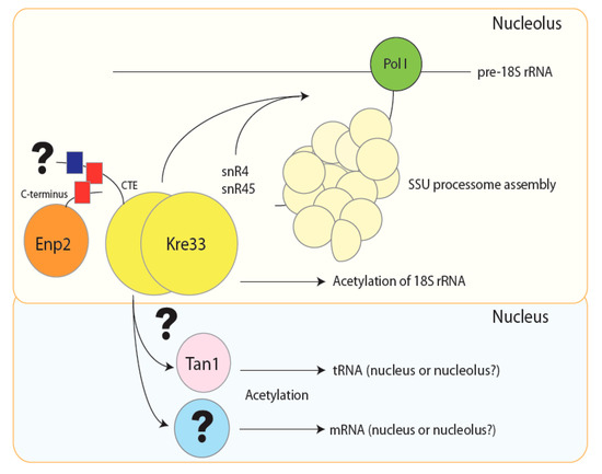 Cells | Special Issue : Nucleolar Organization and Functions in Health ...