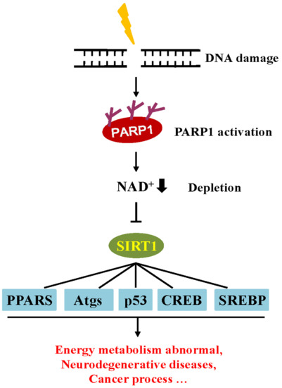 Cells | Free Full-Text | The Role of PARPs in Inflammation—And ...