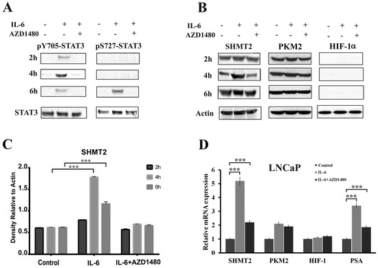 Shmt2: A Stat3 Signaling New Player in Prostate Cancer Energy Metabolism