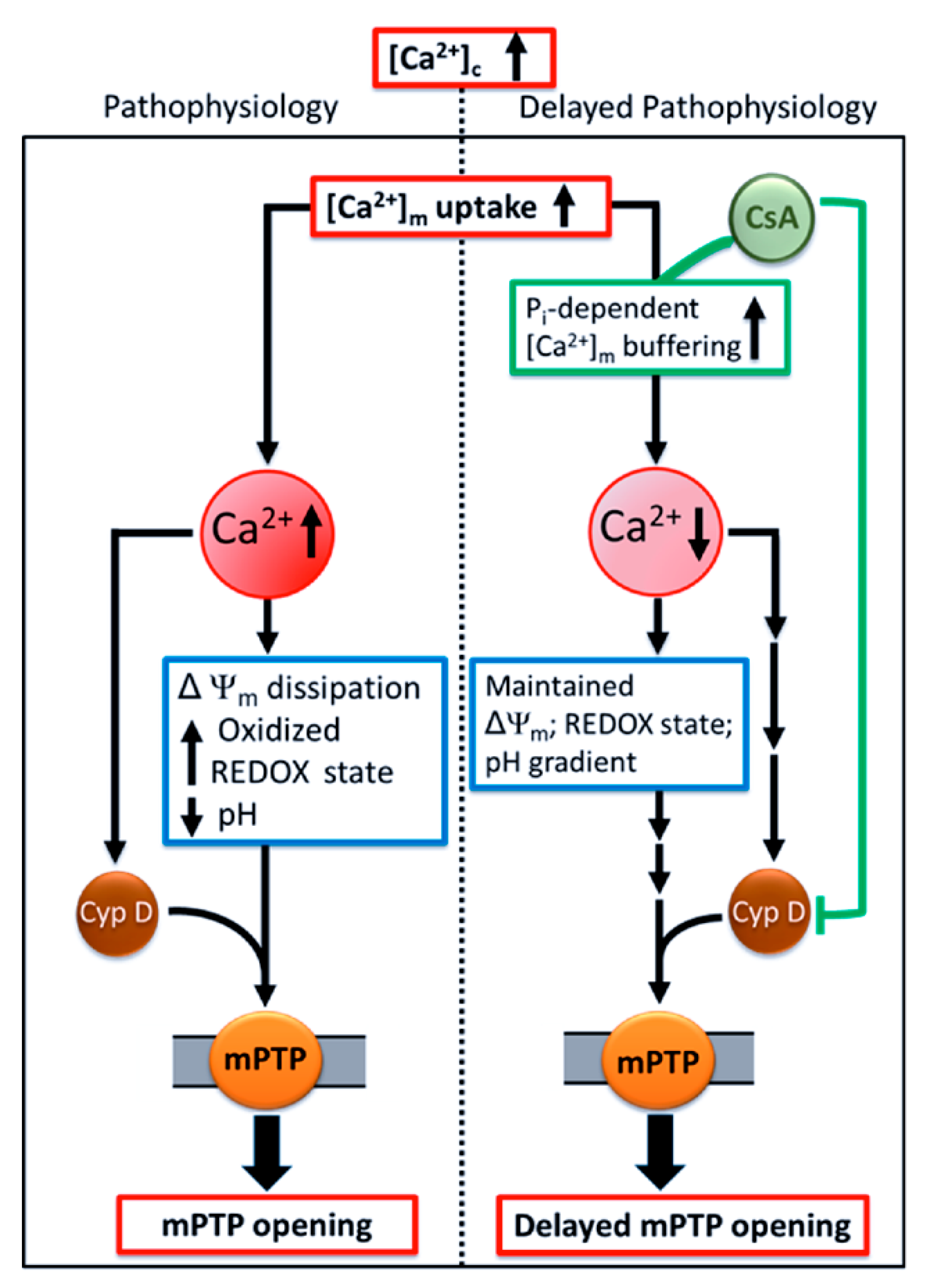 Cyclosporin A Increases Mitochondrial Buffering of Calcium: An ...