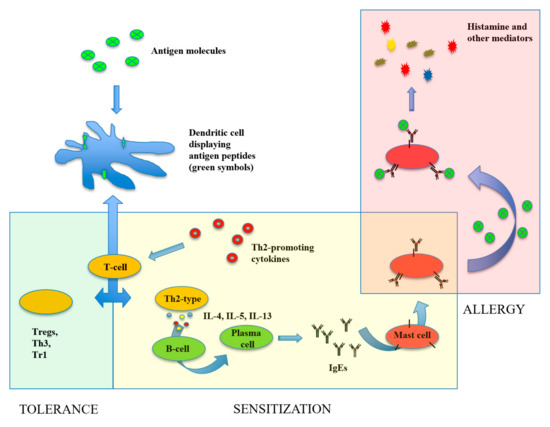 Progress in the Analysis of Food Allergens through Molecular Biology ...