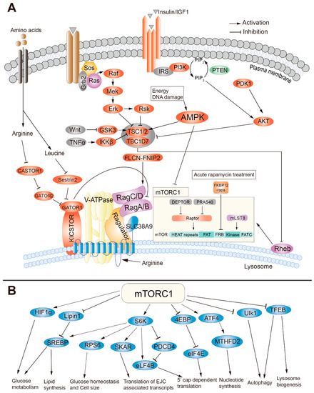 Roles of mTOR Signaling in Tissue Regeneration